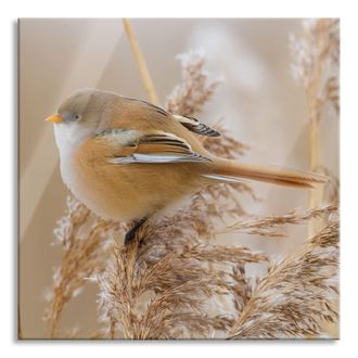 Pixxprint Glasbild, Wandbild auf Echtglas, kleiner Vogel auf Weizen, 50x50 cm, inkl. Aufhängung und Abstandshalter