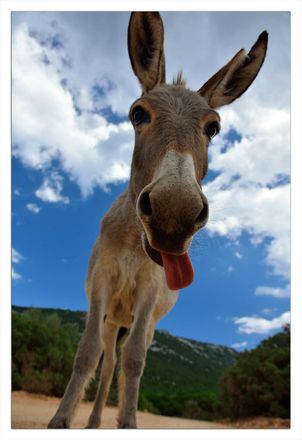 Wallario selbstklebendes Poster - Frecher Esel, Aufkleber in Premiumqualit&auml;t, Klebefolie Gr&ouml;&szlig;e: 61 x 91,5 cm (Maxiposter)