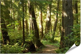 Islandburner XXL Bild Poster Bäume Wald Premium Bilder Fotodruck