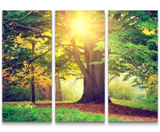 Paul Sinus Art Leinwandbilder | Bilder Leinwand 130x90cm herbstlich gefärbter Baum im Park