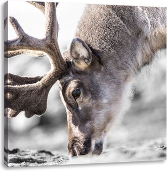 Pixxprint süßes Rentier beim Essen B&W Detail, Größe: 70x70, Leinwandbild Quadratisch, Wandbild, Kunstdruck, fertig bespannt