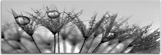 Paul Sinus Art Leinwandfoto als Panorama SCHWARZ/WEISS 150x50cm Pusteblumen Löwenzahn Wassertropfen