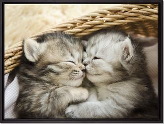 Pixxprint Baby Katze Leinwandbild 80x60 cm im Bilderahmen, Wandbild, Schattenfugenrahmen, Kein Poster