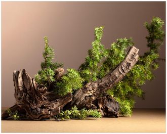 Wallario Poster - Komposition aus Holz und Gr&uuml;n in Premiumqualit&auml;t, Gr&ouml;&szlig;e: 40 x 50 cm