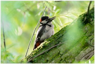 Wallario K&uuml;chenr&uuml;ckwand aus Glas 90 x 60 cm, Motiv: Specht im gr&uuml;nen Versteck | Spritzschutz abwischbar & pflegeleicht