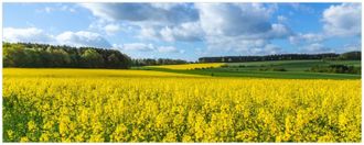 Wallario Glasbild Bl&uuml;hendes Rapsfeld - 50 x 125 cm Wandbilder Glas in Premium-Qualit&auml;t: Brillante Farben, freischwebende Optik