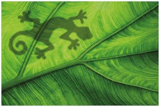Wallario selbstklebendes Poster - Gecko Schatten auf grünem Blatt - Umriss, Aufkleber in Premiumqualität, Klebefolie Größe: 61 x 91,5 cm (Maxiposter)