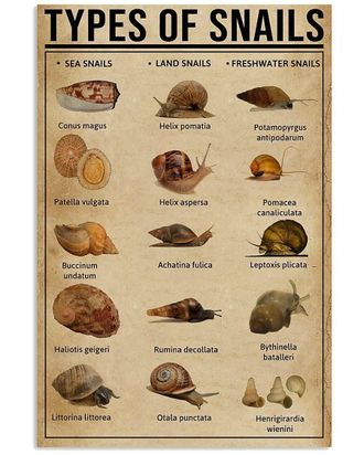 Generic Ara Step Types Of Art Poster Prints 2 (Arten von Schnecken Vertikales Kunstposter f&uuml;r Inneneinrichtung, Weihnachtsgeschenk, 297 x 420 mm)