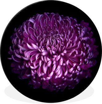 MuchoWow Wandbild Rund Wanddeko Deko Wohnzimmer Bilder 30x30 cm Die Blätter einer lila Blume auf schwarzem Hintergrund