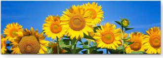 Paul Sinus Art Leinwandbilder | Bilder Leinwand 150x50cm blühende Sonnenblumen