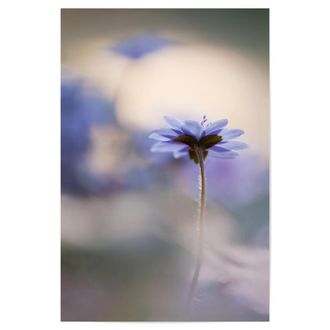 artboxONE Poster 60x40 cm Floral Eine von vielen - Bild fr&uuml;hling fr&uuml;hlingsbl&uuml;her gruppe