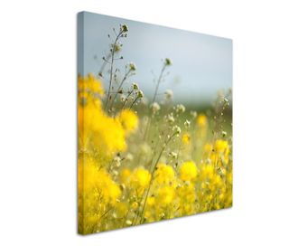 Paul Sinus Art Leinwandbild 60x60cm Landschaftsfotografie - Wiese mit gelben Blumen auf Leinwand exklusives Wandbild moderne Fotografie f&uuml;r ihre Wand in vielen Gr&ouml;&szlig;e