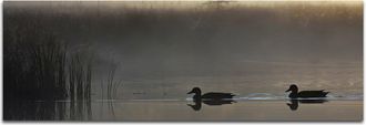 Paul Sinus Art Bilder Wand Bild - Kunstdruck 150x50cm Wasser Enten Schilf Dunst Nebel Dämmerung