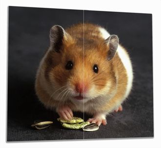 Wallario Herdabdeckplatte/Spritzschutz aus Glas, 2-teilig, 60x52cm, f&uuml;r Ceran- und Induktionsherde, Putziger Hamster mit N&uuml;ssen zwischen den Pfoten