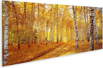 Islandburner Bild auf Leinwand Herbstlicher Birkenwald im goldenen Sonnenlicht Bilder Wandbilder Poster