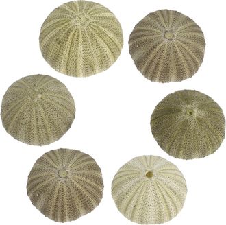 Valiclud 6 Stück Teiliges Natürliche Seeigelgehäuse Dekorative Muschelschalen für DIY luftpflanzenhalter Handgefertigte Küsten deko Vielseitig für Hochzeit Woh