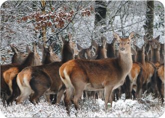 Fabulous Platzset mit Unterseite aus Kork, Hirsch in einem schneebedeckten Wald, gro&szlig;, 39,5 x 28,5 cm