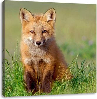 Pixxprint Kleiner Fuchs, Größe: 70x70, Leinwandbild Quadratisch, Wandbild, Kunstdruck, fertig bespannt