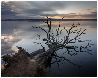 Wallario Poster - Baum im Abendlicht in Premiumqualit&auml;t, Gr&ouml;&szlig;e: 40 x 50 cm
