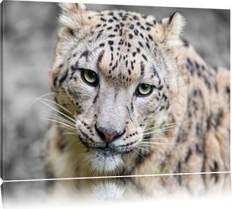 Pixxprint wundersch&ouml;ner Schneeleopard B&W, Gr&ouml;&szlig;e: 80x60cm, Leinwandbild, fertig gespannt, Wandbild, Dekoration, Kunstdruck, kein Poster