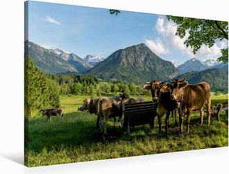Calvendo Premium Textil-Leinwand 90 x 60 cm Quer-Format Allgäuer Braunvieh | Wandbild, HD-Bild auf Keilrahmen, Fertigbild auf hochwertigem Vlies, Leinwanddruck