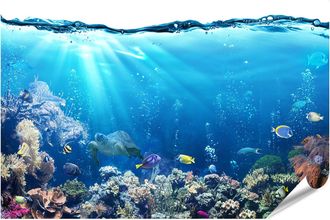 Islandburner XXL Bild Poster Meeresleben Unter Wasser Mit Fischen Und Korallen Premium Bilder Fotodruck