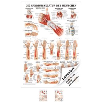 Rüdiger Handmuskulatur Poster Anatomie 70x50 cm medizinische Lehrmittel