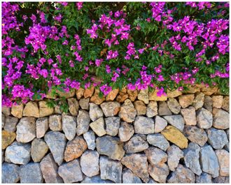 Wallario Poster - Mauer mit pinken Bl&uuml;ten in Premiumqualit&auml;t, Gr&ouml;&szlig;e: 40 x 50 cm