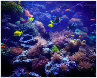 Wallario Poster - Farbenwelt unter Wasser in Premiumqualit&auml;t, Gr&ouml;&szlig;e: 40 x 50 cm