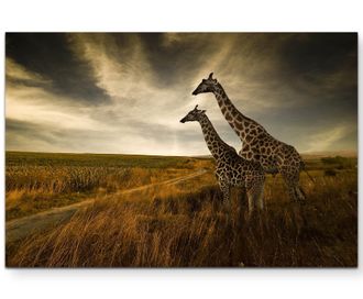 Paul Sinus Art Leinwandbilder | Bilder Leinwand 120x80cm Giraffen in der Savanne