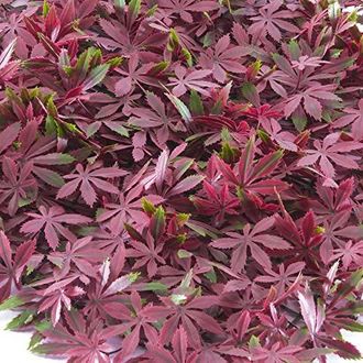 Tenax Tenax Divy Panel Arce 0,5x0,5 m Grün/Rot, Synthetische Hecke mit künstlichen Ahornblättern aus zusammensetzbaren Modulen zur vertikalen Gartenwanddeko