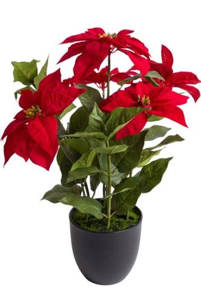 Botanic-Haus künstliche große Poinsettie/Poinsettienbusch/Weihnachtsstern mit 5 Blüten im schwarzen Kunststofftopf, Höhe ca. 55 cm, Farbe: rot