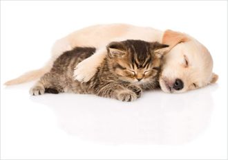 Wallario Poster - Katze und Hund in Harmonie - Kuschelnde Tiere in Premiumqualität, Größe: 70 x 100 cm (Riesenposter)