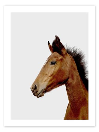 Posterlounge Vertr&auml;umtes Fohlen Poster von Animal Kids Collection 13 x 18 cm Braun Wandbilder Wanddeko