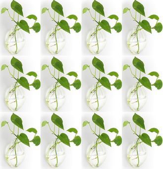 Nuptio Glas Wandvase Blumentopf Pflanzgefäße: Wasser Wandbehang Glasvase für Pflanzen Innen - Hängetöpfe Vasen Luft Blumenvase Terrarien für Raum Wohnzimmer 