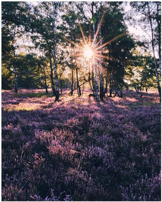 Wallario Poster - Heide im Morgenlicht in Premiumqualit&auml;t, Gr&ouml;&szlig;e: 40 x 50 cm