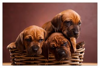 Wallario selbstklebendes Poster - Welpen im Korb, Aufkleber in Premiumqualit&auml;t, Klebefolie Gr&ouml;&szlig;e: 61 x 91,5 cm (Maxiposter)