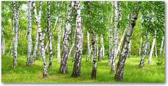 Tulup Leinwandbild - Wandkunst - Drucke auf Leinwand - Leinwanddruck -100x50 cm - Landschaften - Gr&uuml;n - Birkenwald