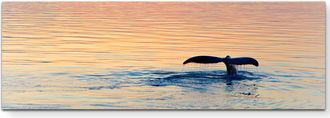 Paul Sinus Art Leinwandbilder | Bilder Leinwand 150x50cm Walflosse im Sonnenuntergang
