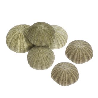 PartyKindom HIAKDOFT 6 St&uuml;ck Nat&uuml;rliche Seeigelschalen 4 6cm Muscheldekoration f&uuml;r Selbstgemacht Bastelarbeiten Maritimes Wohnaccessoire Pr&auml;sentationsbeh&auml;lter f&uuml;r