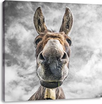 Pixxprint Lustiger Esel B&W Detail, Größe: 60x60, Leinwandbild Quadratisch, Wandbild, Kunstdruck, fertig bespannt