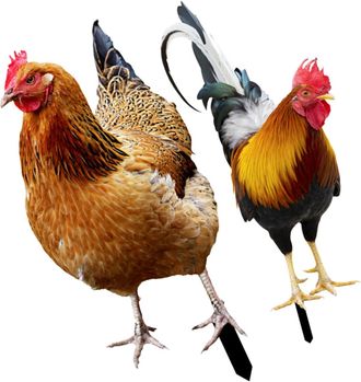 Happyyami Gartenfiguren Für Draußen Wetterfest 2er Set Garten Huhn Steckfigur Uv Beständige Hühner Deko Für Garten Hof Und Terrasse Witzige Gartenkunst Für Auße