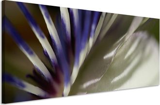 Paul Sinus Art Panoramabild 150x50cm Naturfotografie - Weiß blaue Passionsblumen auf Leinwand exklusives Wandbild moderne Fotografie für ihre Wand in vielen Größen