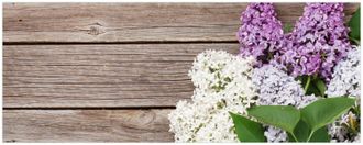 Wallario Glasbild Fliederbl&uuml;ten auf Holz - 50 x 125 cm Wandbilder Glas in Premium-Qualit&auml;t: Brillante Farben, freischwebende Optik