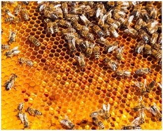 Wallario Poster - Honigwaben mit Bienen in Premiumqualität, Größe: 40 x 50 cm