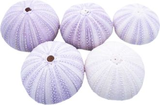 Holibanna 6 Stück Teiliges Dekorative Seeigel Deko für Aquarien und Pflanzgefäße Natürliche Heimdekoration für Balkon und Schreibtisch