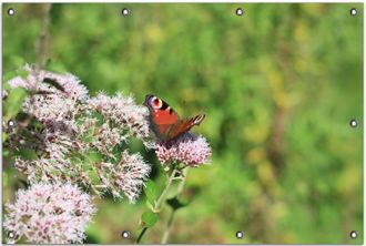 Wallario Outdoor-Poster f&uuml;r Garten oder Balkon Schmetterling auf Bl&uuml;te, Motivbanner Gr&ouml;&szlig;e: ca. 80 x 120 cm, Outdoor-Bild