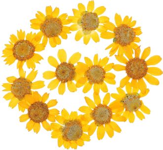 Soimiss SOIMISS Getrocknete G&auml;nsebl&uuml;mchen 24 St&uuml;ck Gepresste Blumen f&uuml;r Selbstgemacht Bastelarbeiten Harz Schmuck Lesezeichen und Handyh&uuml;llen Nat&uuml;rliche Trock