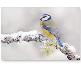 Paul Sinus Art Leinwandbilder | Bilder Leinwand 120x80cm Blau/gelber Vogel im Winter