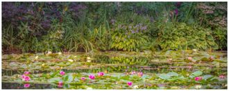 Wallario Glasbild Bl&uuml;hender Seerosenteppich - 50 x 125 cm Wandbilder Glas in Premium-Qualit&auml;t: Brillante Farben, freischwebende Optik